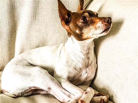 Rat Terrier Dog Breed Guide Spot Pet Insurance