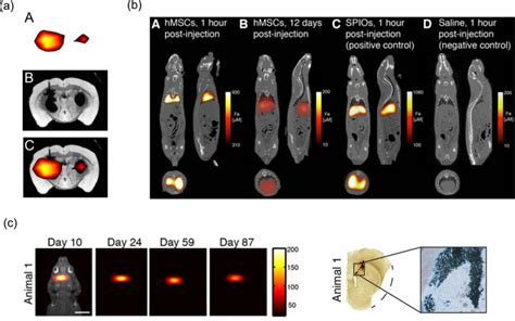 Selected Mpi Cell Tracking Applications A Stem Cell Implant Imaging