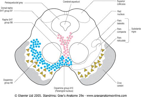 Pars Reticulata Med Kom