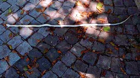 ქვეწარმავლები და მღრღნელები „ბლექ სი არენაზე“ Batumelebi • ბლექ სი არენა ბლექ სი არენა