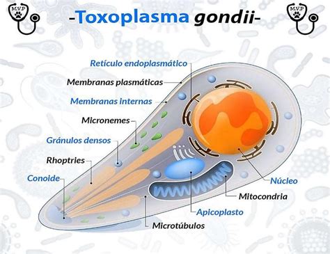 Morfologia Do Toxoplasma Gondii Nazaedu