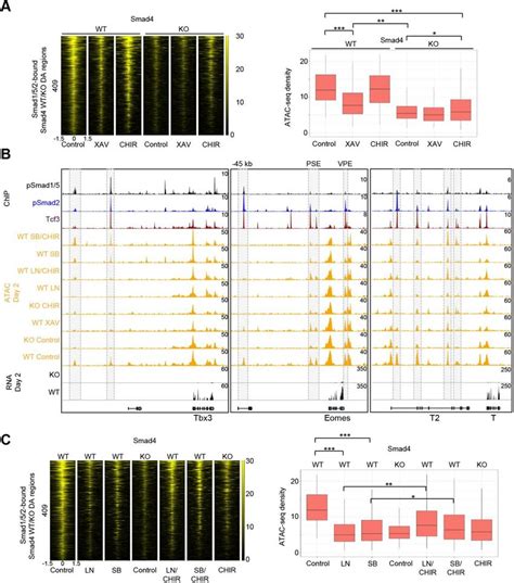Cooperation Of Bmp Nodal And Wnt Signaling Is Pivotal To Opening Of Download Scientific