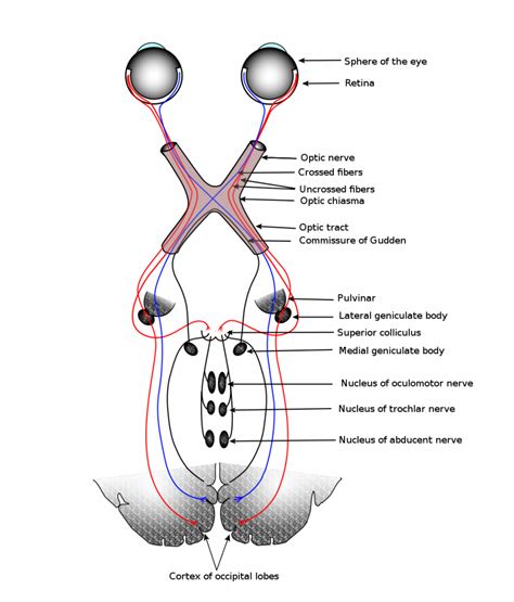 Auditory And Visual Pathways A Mixed Course Based Research Approach