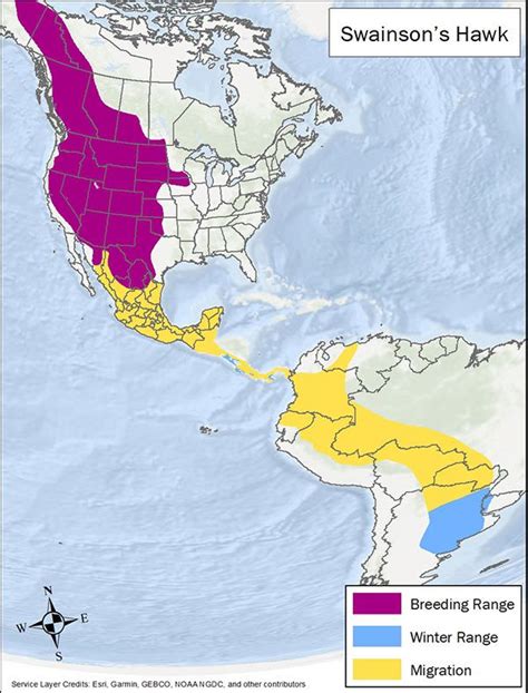 Swainsons Hawk Landpks