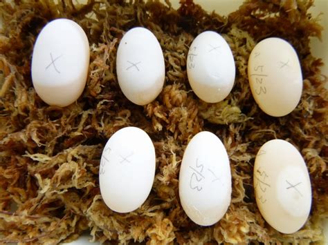 吉岡養魚場BLOG 金魚と亀にかこまれて キボシイシガメの卵のチェック