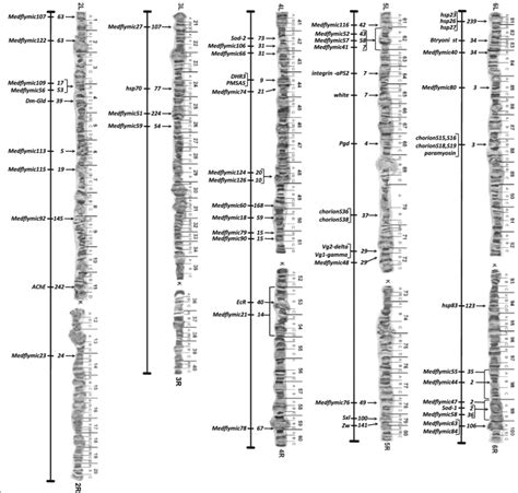 C Capitata Genome Scaffold Map Based On Scaffold Linkage Of Annotated