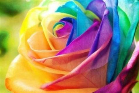 گل ها به انگلیسی با توضیح کامل تستچی