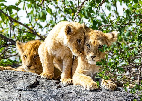 Siblings Cuddle Photograph By Tomer Fine Art America