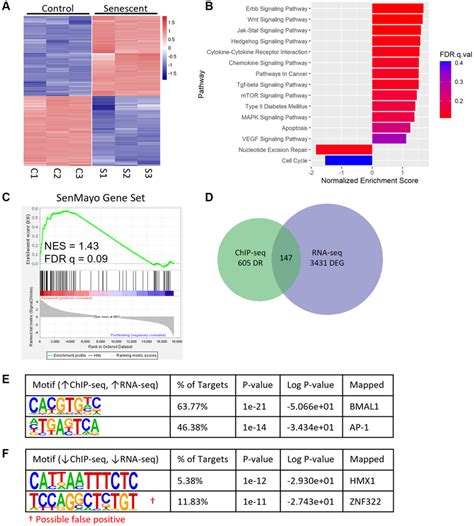 Bmal1 Binding Correlates With Enriched Gene Expression In Senescence Download Scientific