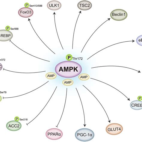 The Regulatory Role Of 5′ Adenosine Monophosphate Activated Protein Download Scientific Diagram