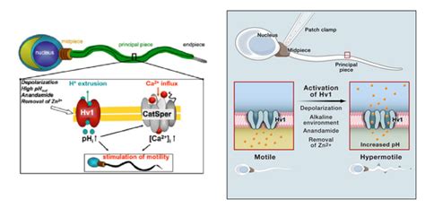 The Online Scientist How To Design A Graphical Abstract