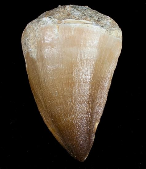 Dinosaur Tooth 17 Piece Mosasaurus Teeth Fossils Authentic Cretaceous