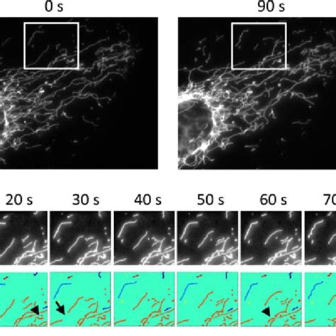 Representative 3d Reconstruction Z Stack From A Control Ec Viewed By Download Scientific