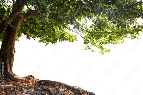 Big Tree With Leaf Stock Illustration Adobe Stock