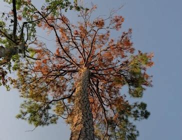 Mark S Urban Forest Visual Indicators Of Tree Stress