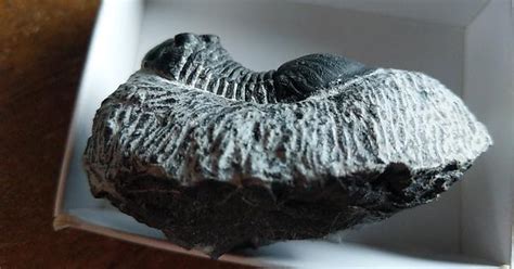 Trilobite Real Or Fake Album On Imgur