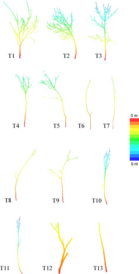 Figure 1 From A Voxel Based Technique To Estimate The Volume Of Trees From Terrestrial Laser