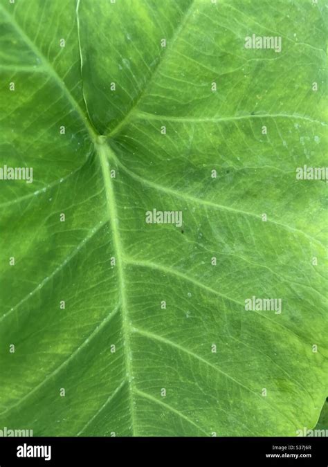 Close On A Large Elephant Ear Plants Leaf See The Structures Of The Plant Stock Photo Alamy