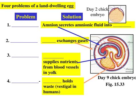 Ppt Chapter 15 Lateral Mesoderm And Endoderm Powerpoint Presentation Id 6380262