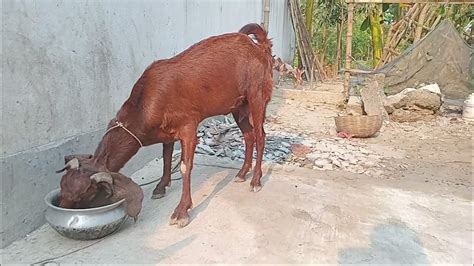 ব্লাক বেঙ্গল ছাগল পালন Black Bengal Palon Youtube