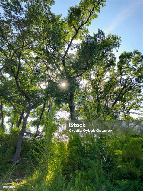 나뭇잎 사이로 햇살이 비치는 나무 태양은 밝고 따뜻하여 나뭇잎에 황금빛 빛을 비춥니다 풍경은 평화 롭고 고요하며 나무는 차분한