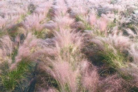 Plumetastic® Pink Muhly Grass Muhlenbergia Capillaris 40 Off
