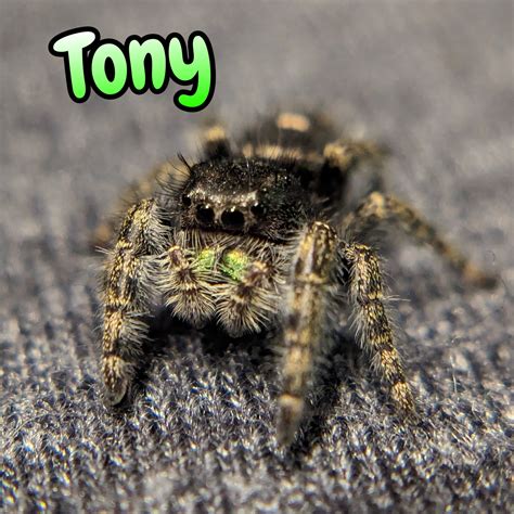 Cute And Fuzzy ~ Jumping Spiders For Sale