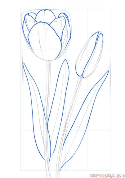 How To Draw A Tulip Step By Step Drawing Tutorials Tulip Drawing