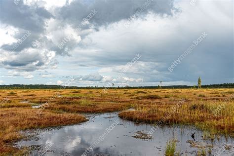Bog Lake Bog Pines And Traditional Bog Vegetation Nigula Nature