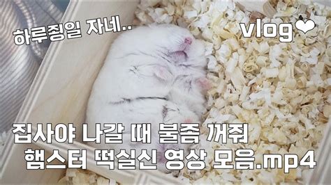 Vlog L 햄스터 떡실신 영상 완성본최종진짜최종 L 햄스터브이로그 L 햄스터입양 L 드워프햄스터 L Hamster L 찹쌀떡 햄스터 L 햄스터 키우기 Youtube