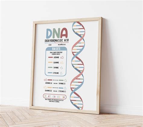 Dna Chart Poster Homeschool Wall Art Educational Wall Art