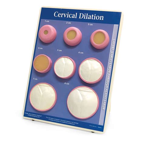 Blue Cervix During Pregnancy