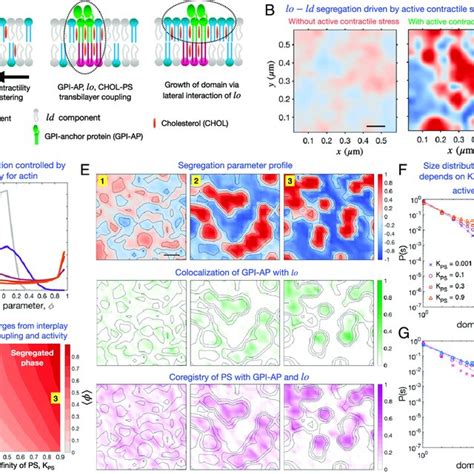 Fig S2 Kinetic Monte Carlo Simulation Model Showing Active Download Scientific Diagram