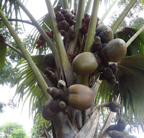 Сейшельская пальма (74 фото) - фото - картинки и рисунки: скачать бесплатно