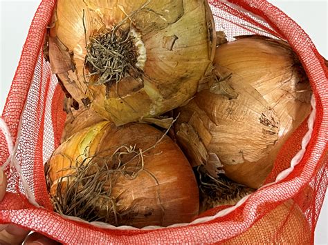 양파 그냥 보관하지 마세요 ‘이렇게 하면 먹는 내내 신선함이 그대롭니다