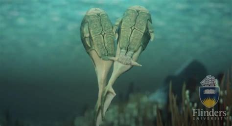 Scottish Fish Were The First To Have Sex Study Finds UPI Com