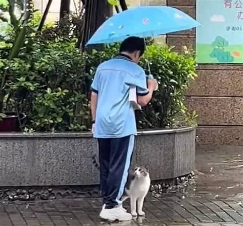 우산 쓰고 가다가 비 맞고 있는 길고양이 본 소년이 감기 걸릴까봐 걱정됐는지 한 행동 애니멀 플래닛