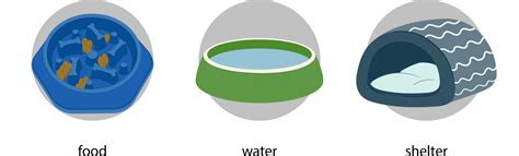 Understanding Cat Behaviours Rspca Australia