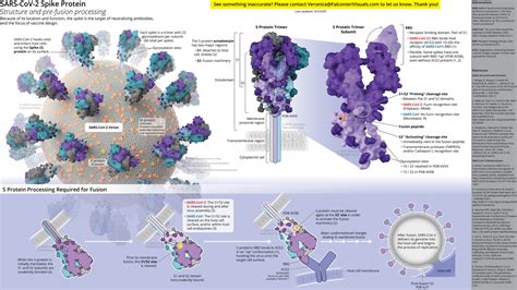 Sars Cov 2 Spike Structure And Prefusion Processing Falconieri Visuals Llc