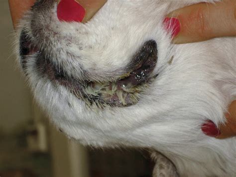 Symptoms Of Bacterial Infection On Lips Dog