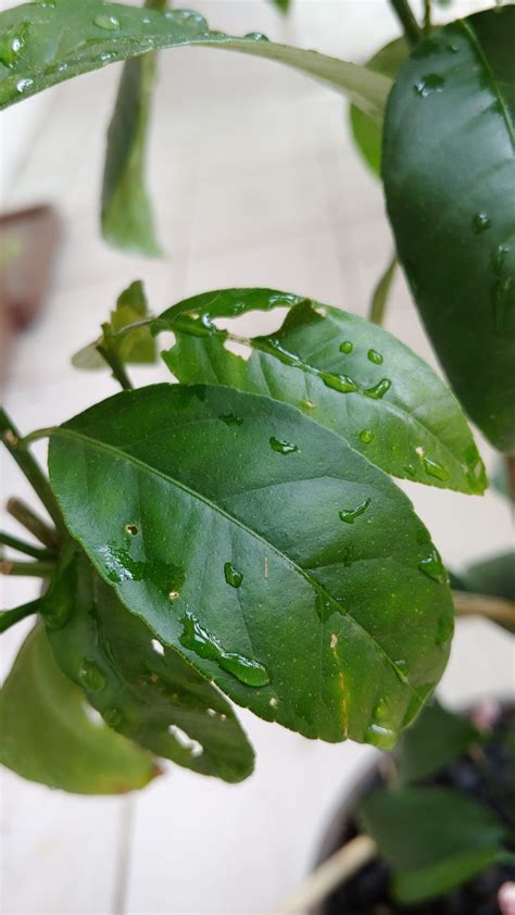 오렌지레몬나무 질문 지식in