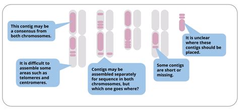 Hands On Large Genome Assembly And Polishing Large Genome Assembly And Polishing Assembly