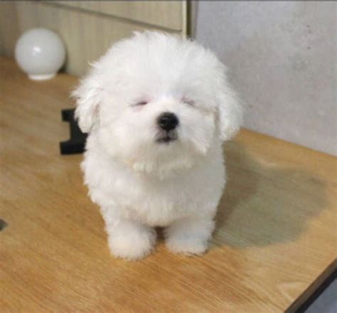 졸린 말티즈 뉘집 개인지 찾을 때까지 물어볼겨 인스티즈instiz 익명잡담 카테고리