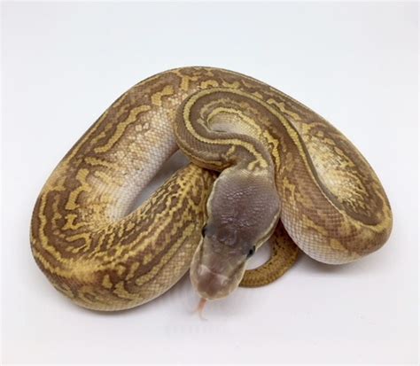 monsoon ball python traits morphpedia