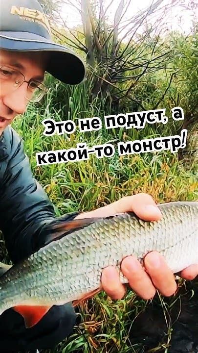 Эту рыбу я точно не ждал! Гигантский ПОДУСТ взял на розовый воблер # ...