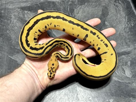 Batman Pos Yb Pos Super Leopard Ball Python By Morphologix Llc