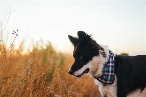 The Dos And Donts Of Shaving Your Border Collie A Comprehensive Guide Border Collies Life