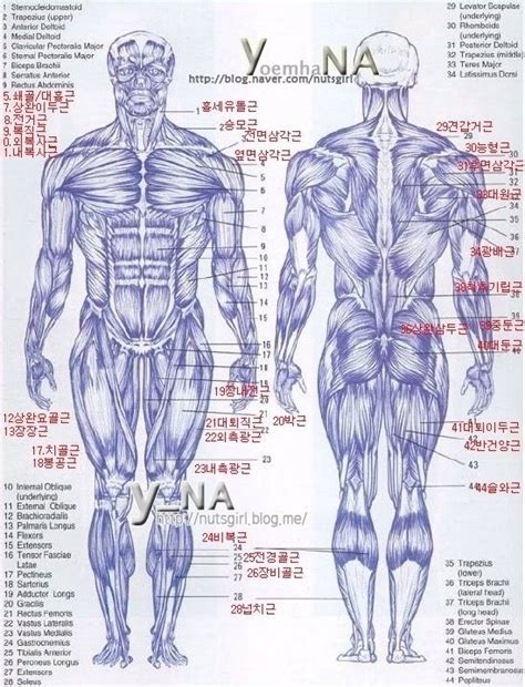 [피부미용사 필기] 03 해부생리학 세포와조직 뼈대골격계통 근육 신경 순환 소화기 내분비 비뇨생식기 계통 네이버 블로그