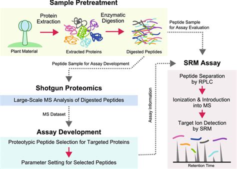 Schematic Overview Of The Development Of Selected Reaction Monitoring