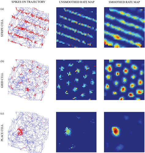 Spiking Stripe Grid And Place Cells Spatial Responses Of